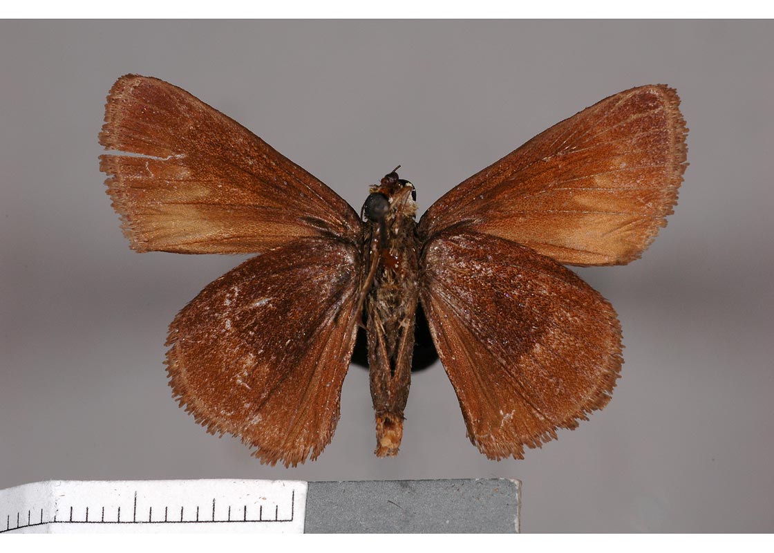 Mnaseas d. derasa (pinned specimens)